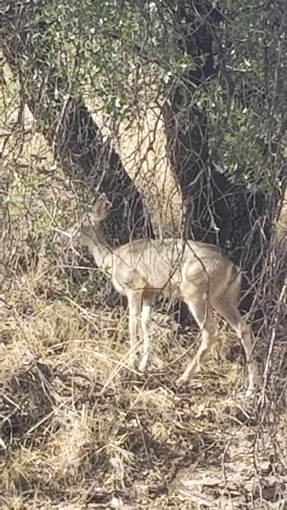 Deer from TPWD Davis Mountains State Park, Jeff Davis County, US-TX, US ...