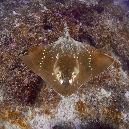 Genus Megatrygon · iNaturalist