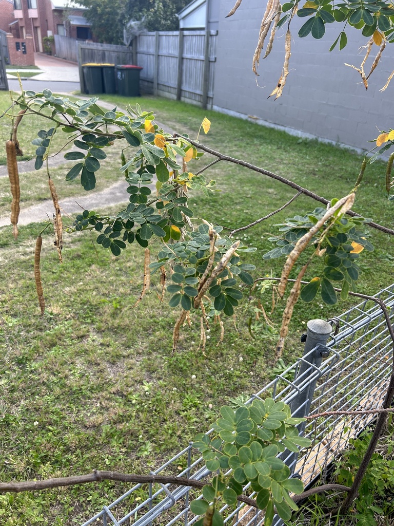 Easter Cassia from Railway St, Alderley, QLD, AU on August 12, 2023 at ...