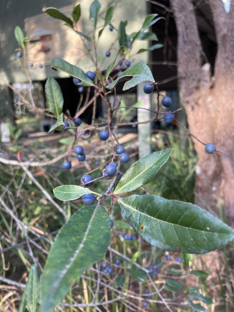 Blueberry ash from Brooklyn Rd, Brooklyn, NSW, AU on August 12, 2023 at ...
