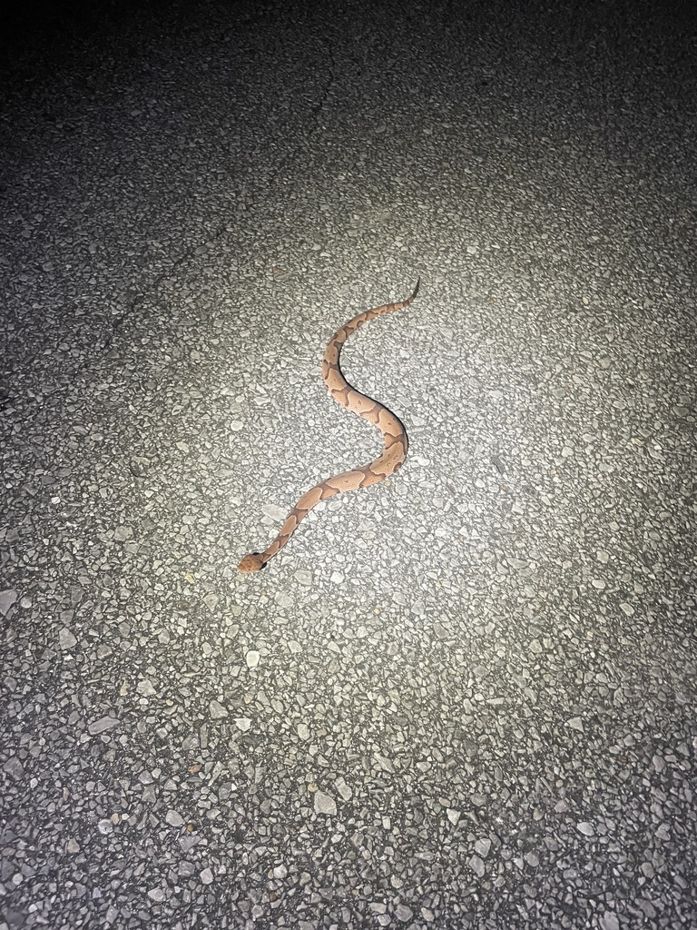 Eastern Copperhead in August 2023 by Dylan Beck · iNaturalist