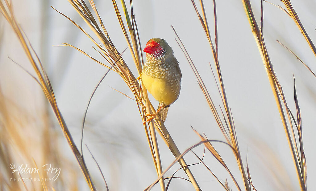 Star Finch from Darwin NT, Australia on July 25, 2023 at 06:09 PM by ...
