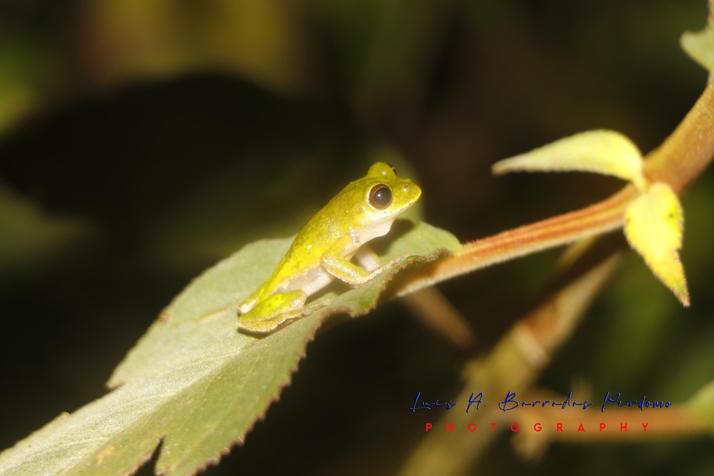 Calates desde Rancho El sinaí- Jilotepec, Ver., México el 11 de agosto ...