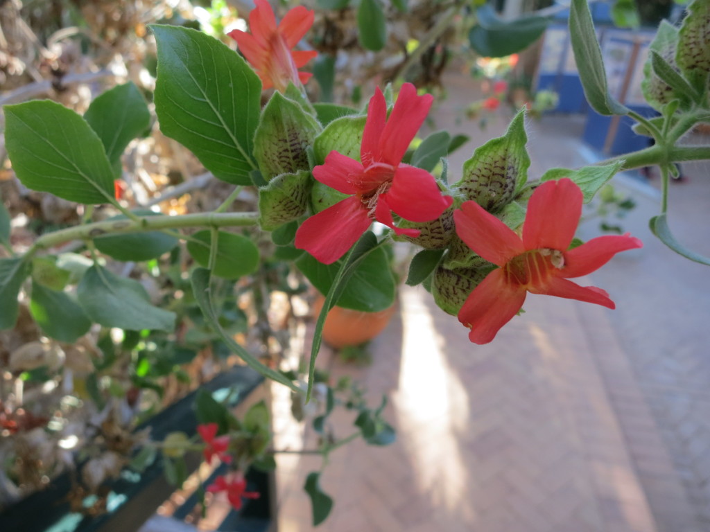Kaoko Rooibekkiebos from Kirstenbosch Botanical Garden on September 12 ...