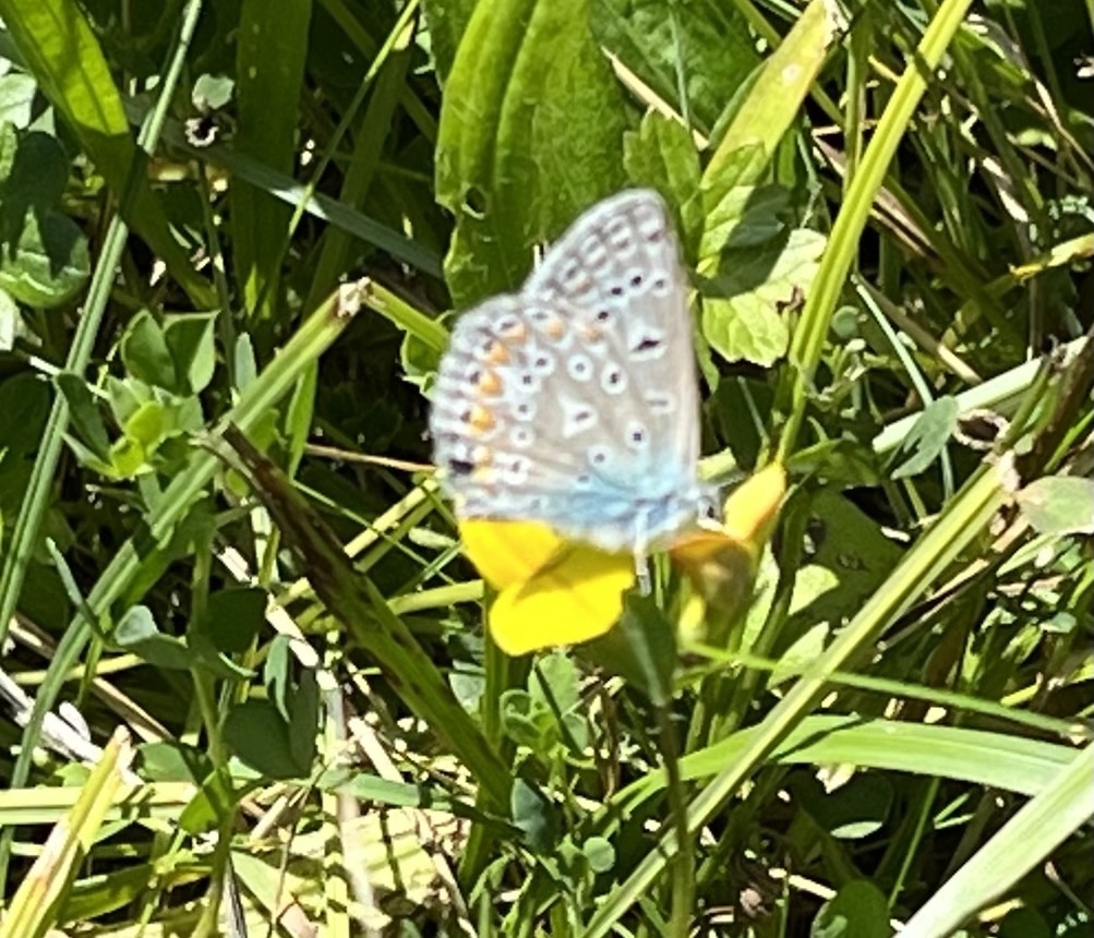 Common Blue from Uffing, Bayern, DE on August 11, 2023 at 02:00 PM by ...