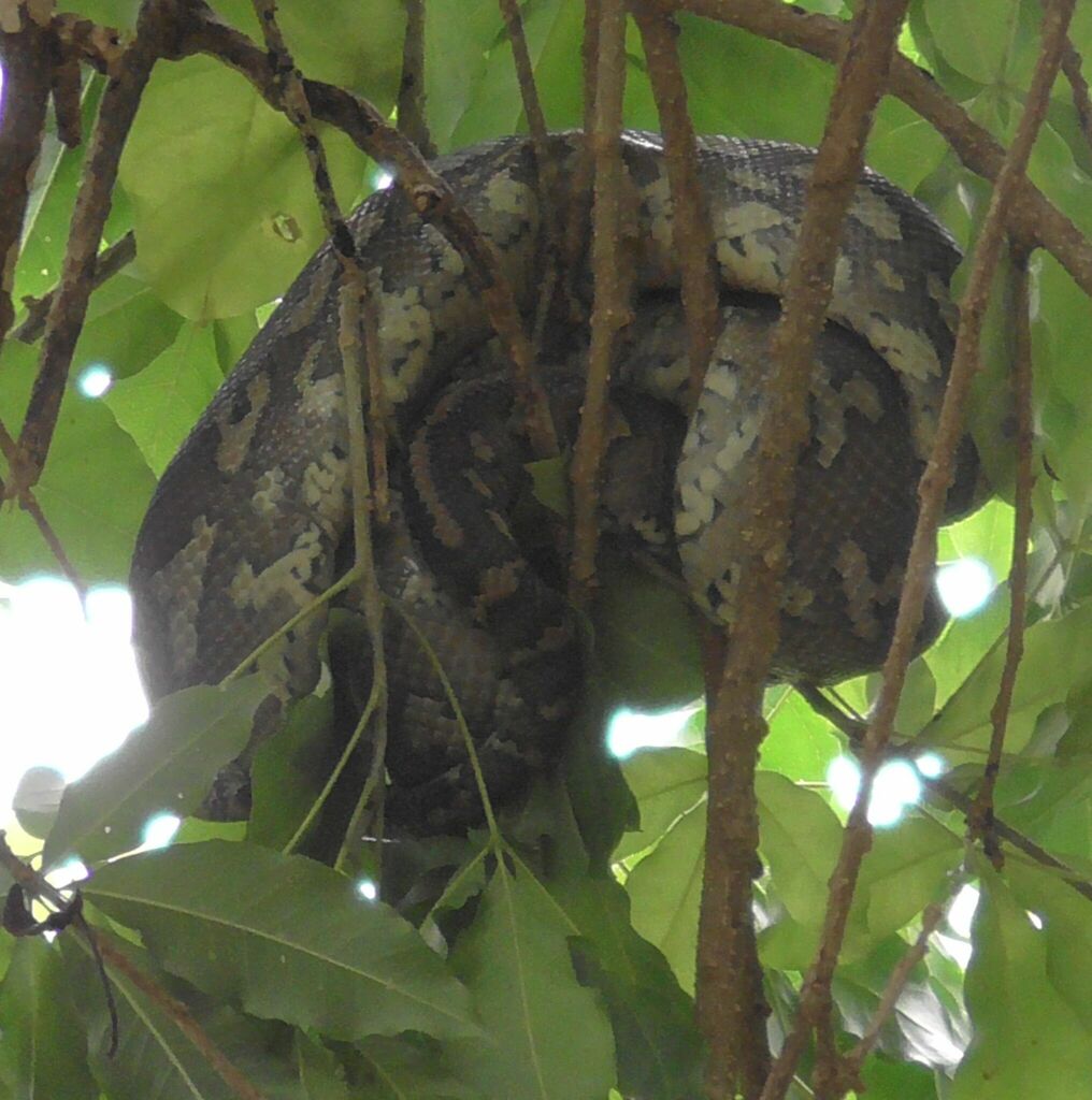 Carpet Python from Watsonville QLD 4887, Australia on August 12, 2023 ...