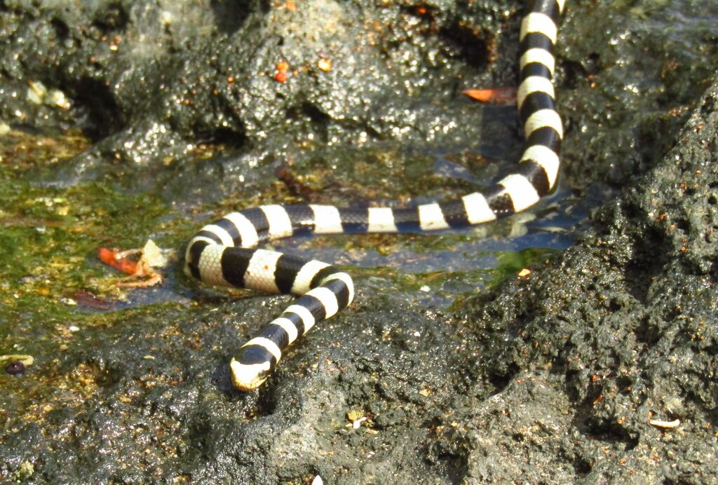 Banded Sea Krait from Late, Tonga on July 24, 2023 at 10:52 AM by Sasha ...