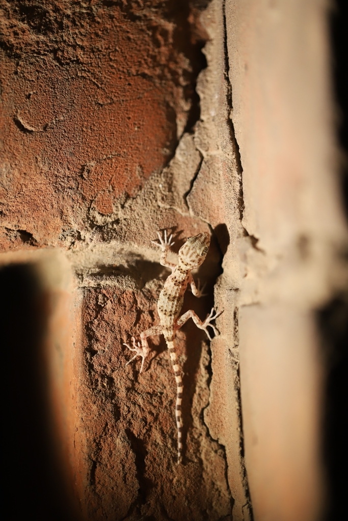 Caspian Bent-toed Gecko from Астрахань, Астраханская обл., Россия ...