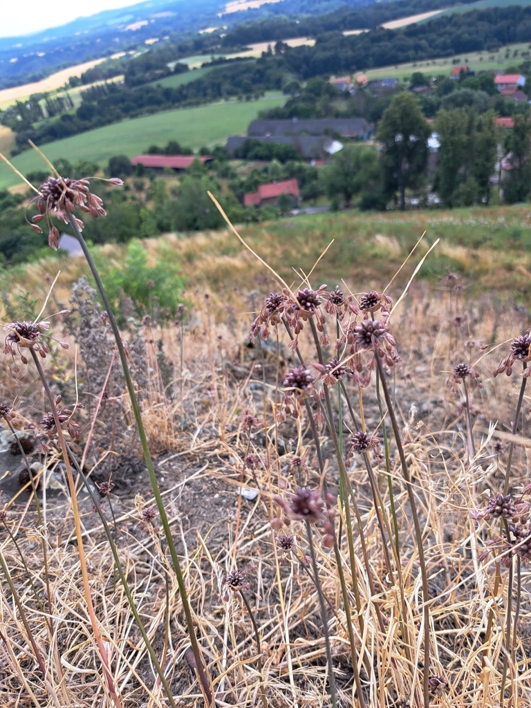 field garlic from Longniddry, Velká Británie on July 17, 2023 at 12:45 ...
