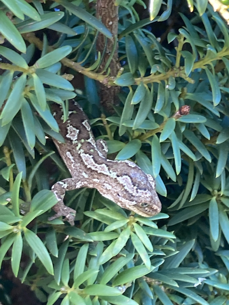 Jewelled Gecko in August 2023 by Mark Hostetler · iNaturalist