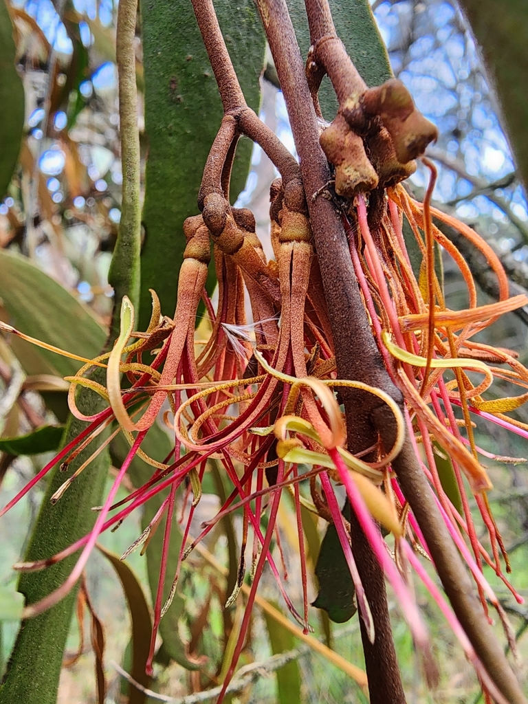 drooping mistletoe from Mornington P'sula - East, AU-VI, AU on August ...