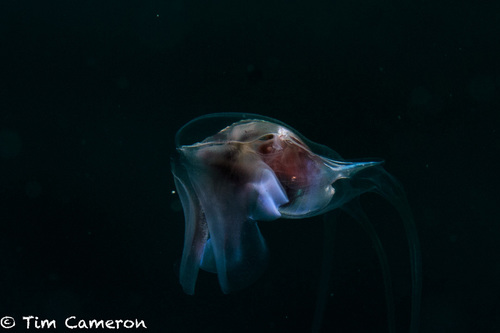 ササノツユガイ属 (Diacavolinia)