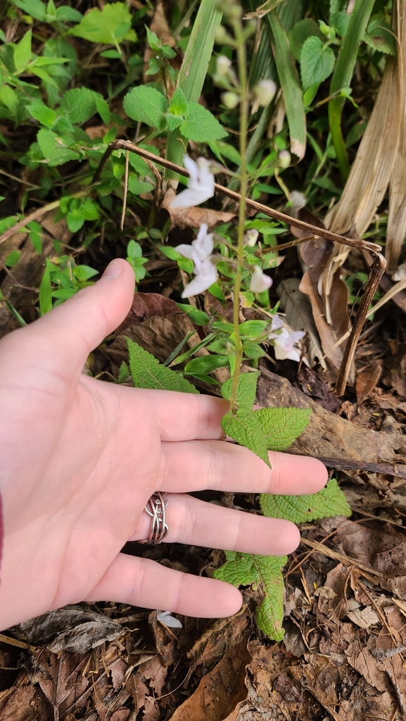 Citronella Spurflower from Greater Tzaneen Local Municipality, South ...