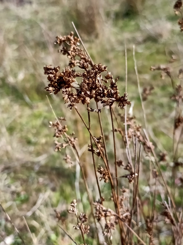 rushes from Wuk Wuk VIC 3875, Australia on August 12, 2023 at 01:26 PM ...