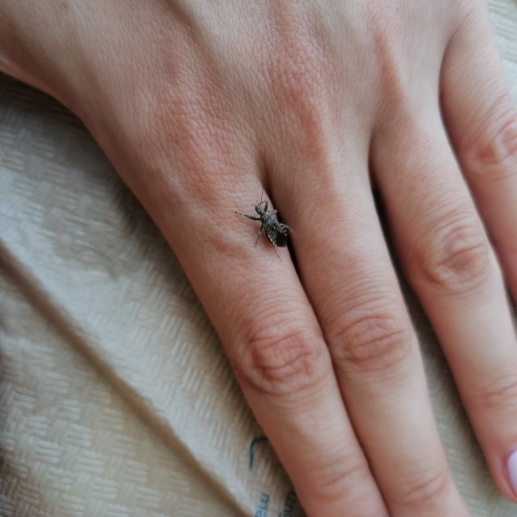 Coranus griseus from ΛΥΓΑΡΙΑ, ΑΓΙΑ ΠΕΛΑΓΙΑ, Ligaria 715 00, Greece on ...