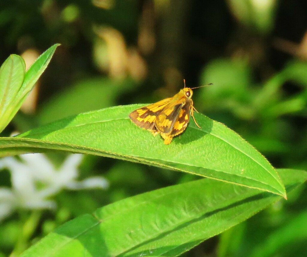 Lesser Dart from Central Water Catchment, Singapore on August 9, 2023 ...