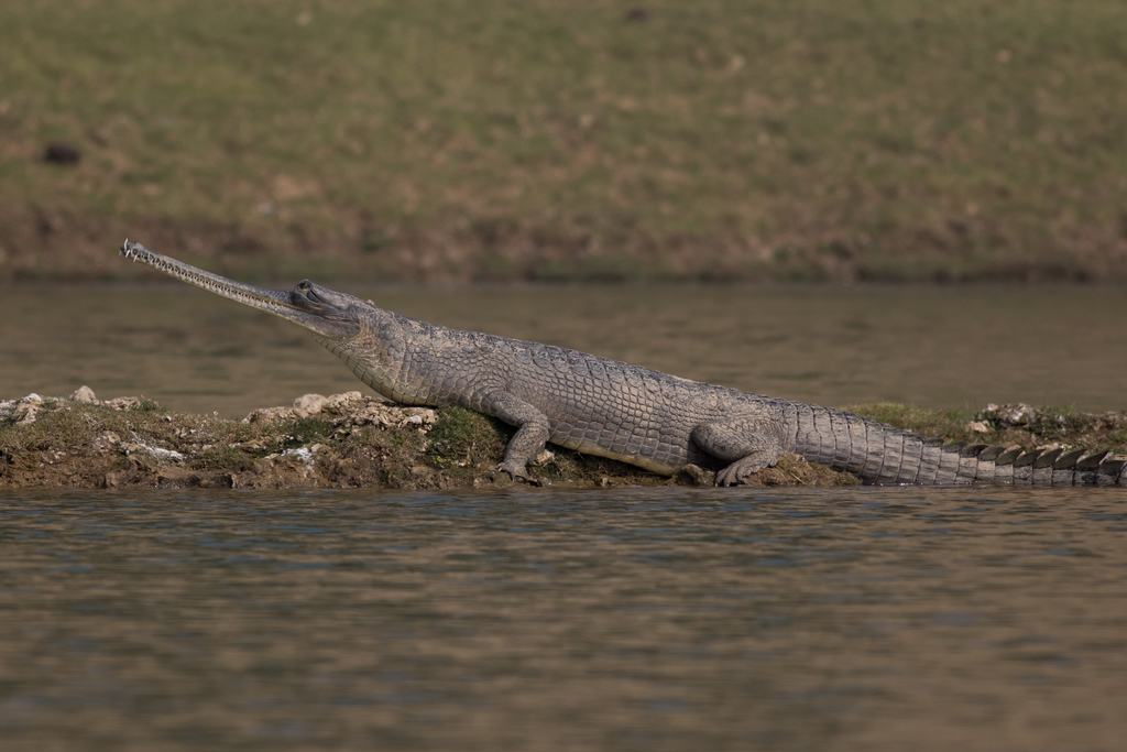 Gharial in February 2019 by tbjwildlife · iNaturalist