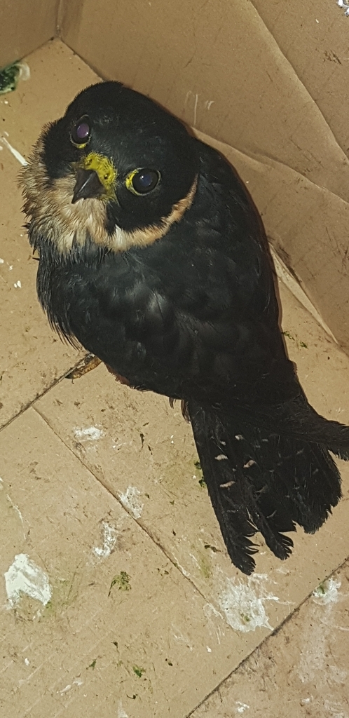 Bat Falcon in August 2023 by Brosis Rodríguez · iNaturalist