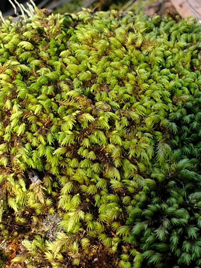 Inclined Twisted Moss from Lithgow High School on July 19, 2023 at 02: ...