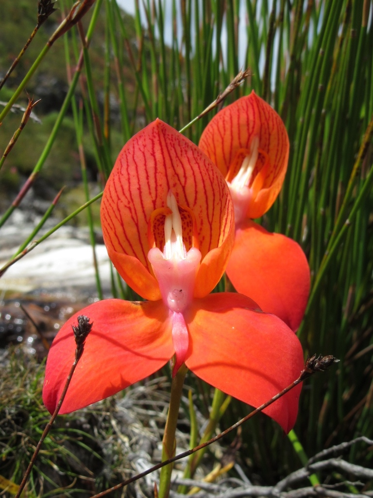 red disa from Stellenbosch, South Africa on February 02, 2019 at 11:45 ...