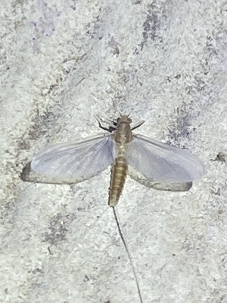 Mayflies from Windsor Park, Austin, TX, USA on August 11, 2023 at 09:10 ...