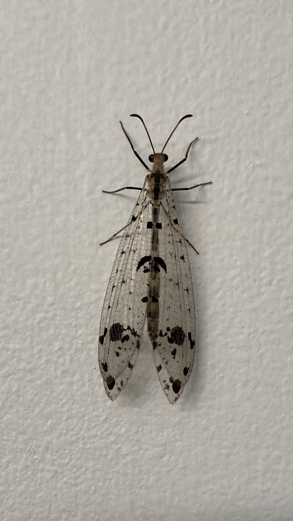 Eastern Spotted-winged Antlion from NY-91, Jamesville, NY, US on August ...