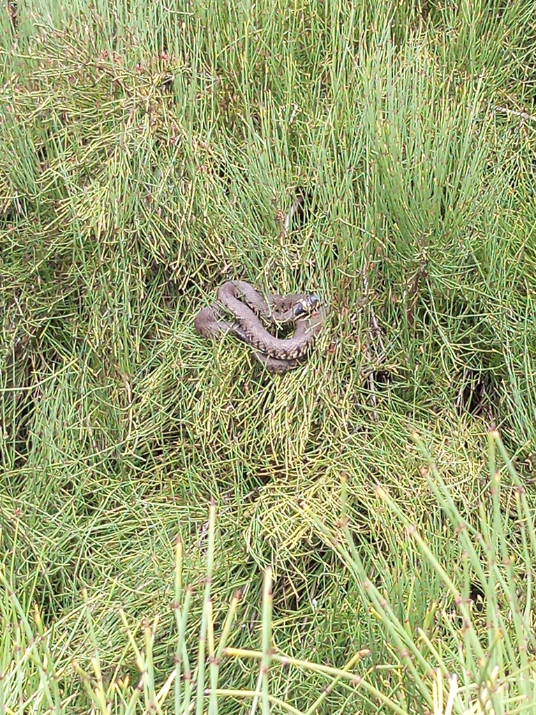 barred grass snake from Cambridge CB2 1LY, UK on 12 August, 2023 at 10: ...