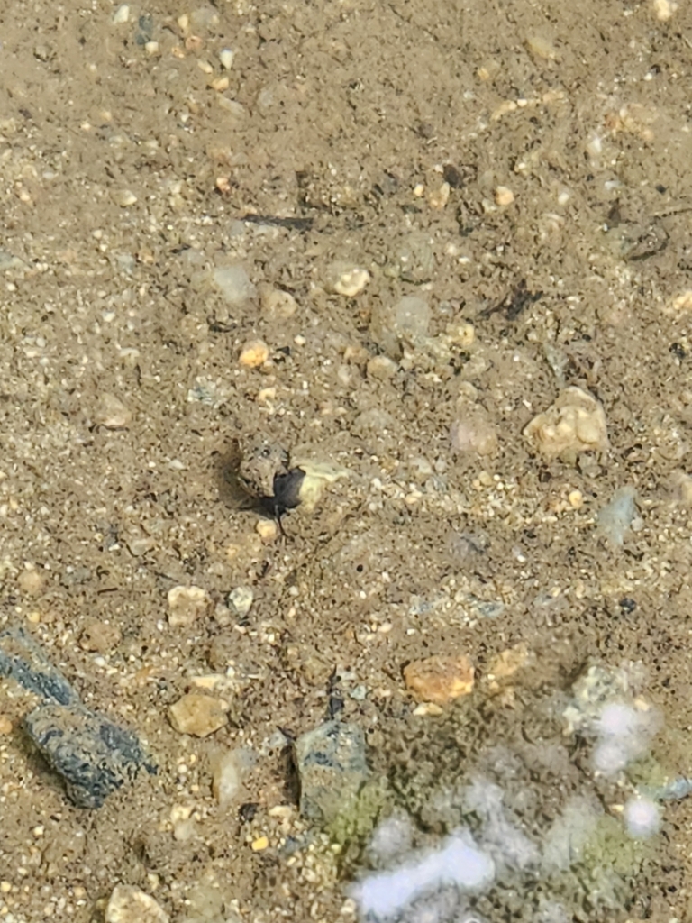 New Zealand Mudsnail from Watauga County, US-NC, US on August 12, 2023 ...