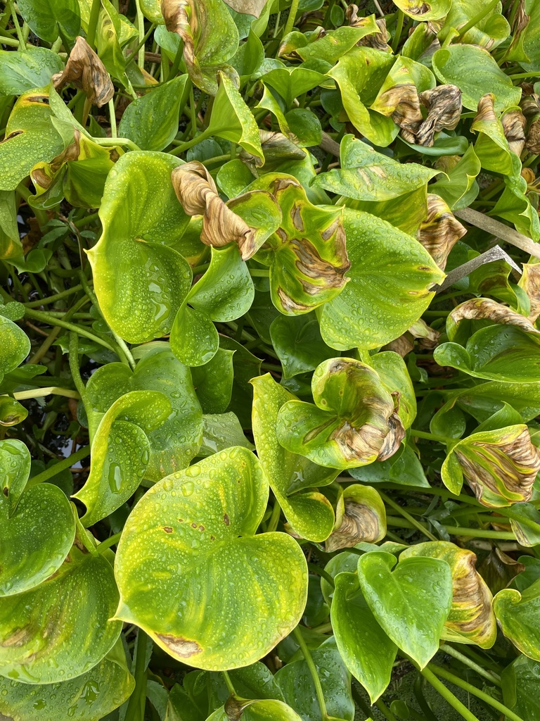 marsh calla from Orr, MN, US on August 12, 2023 at 10:20 AM by Audrey ...