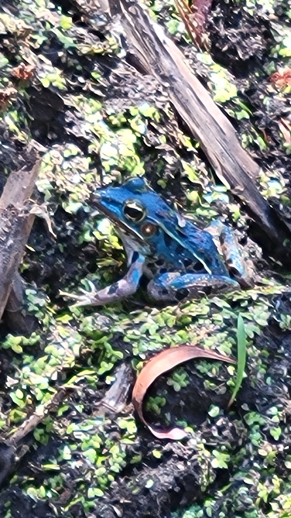 Southern Leopard Frog in August 2023 by Skadi Kylander. The frog was ...