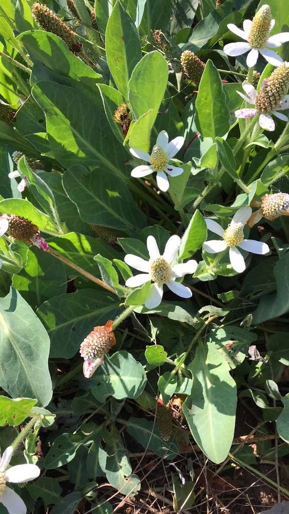 Yerba Mansa from Riverside on August 12, 2023 at 09:24 AM by Kacey ...