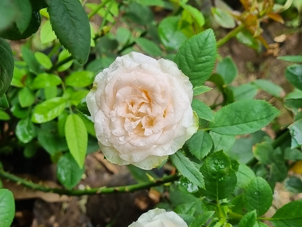 roses from PH4V+VRP, Chindepalle, Andhra Pradesh 517619, India by ...