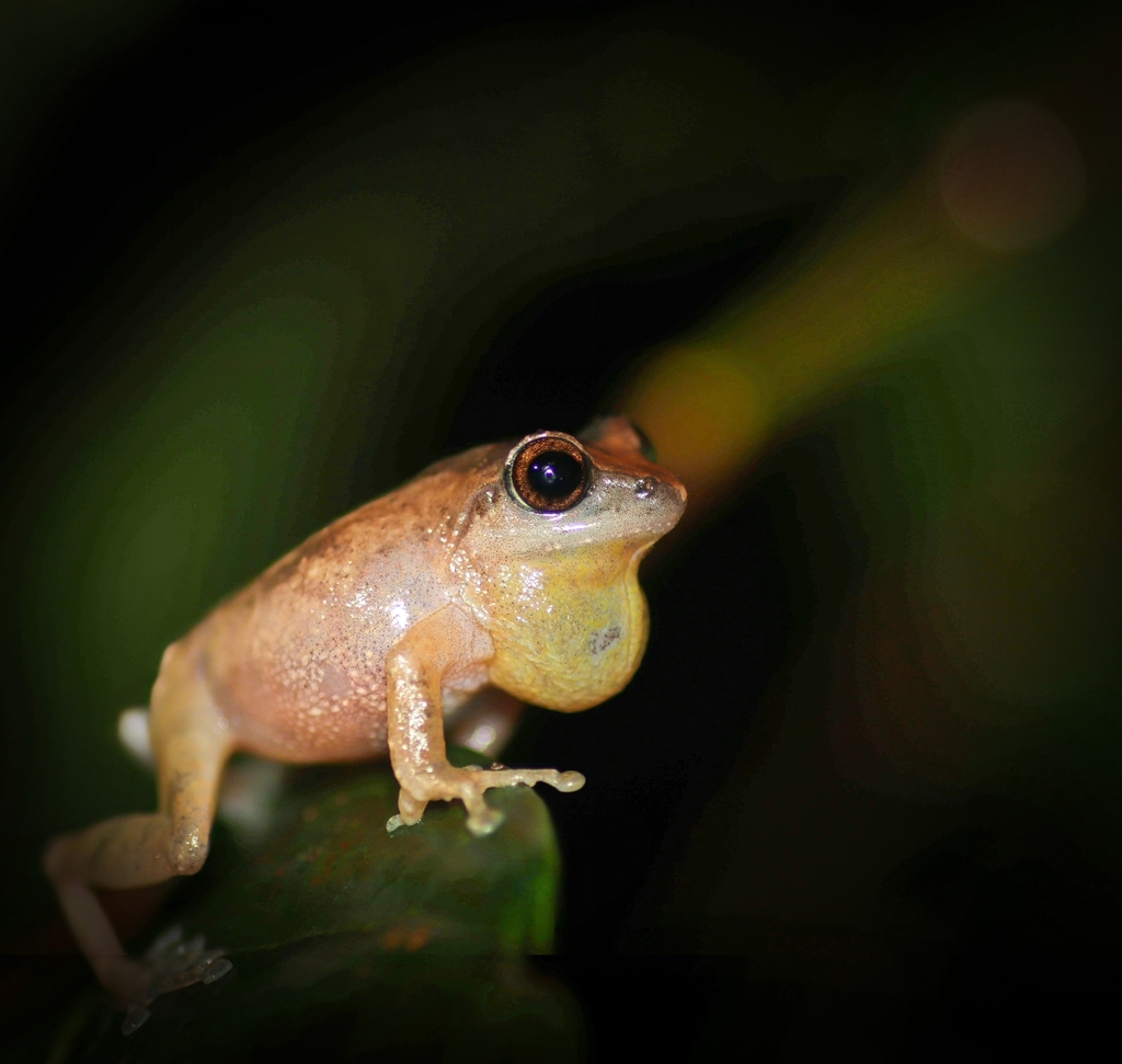 Amboli bush frog in July 2023 by Pavan Kumar · iNaturalist