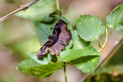 Quadrus servius · iNaturalist