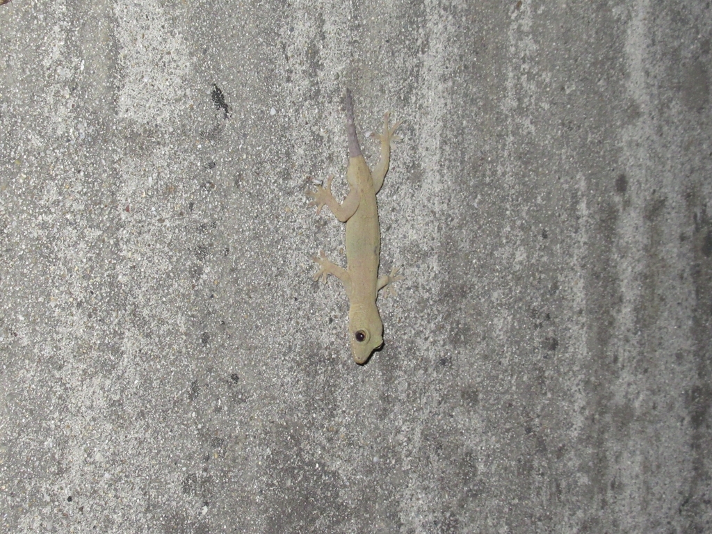 Japanese Giant Gecko from Sakyo Ward on August 12, 2023 at 08:55 PM by ...