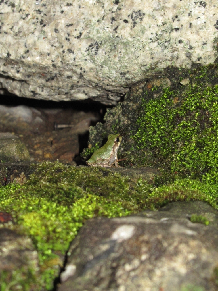 Japanese Tree Frog from Sakyo Ward on August 12, 2023 at 07:47 PM by ...
