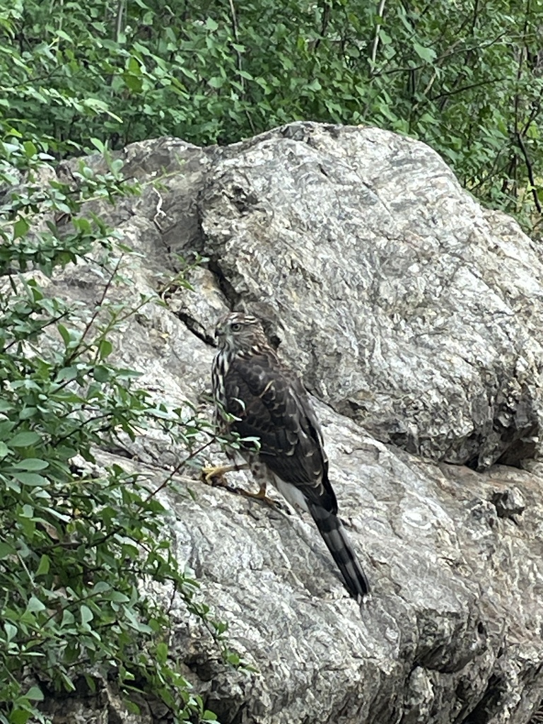 Cooper's Hawk from Layton Commons Park, Layton, UT, US on August 12 ...
