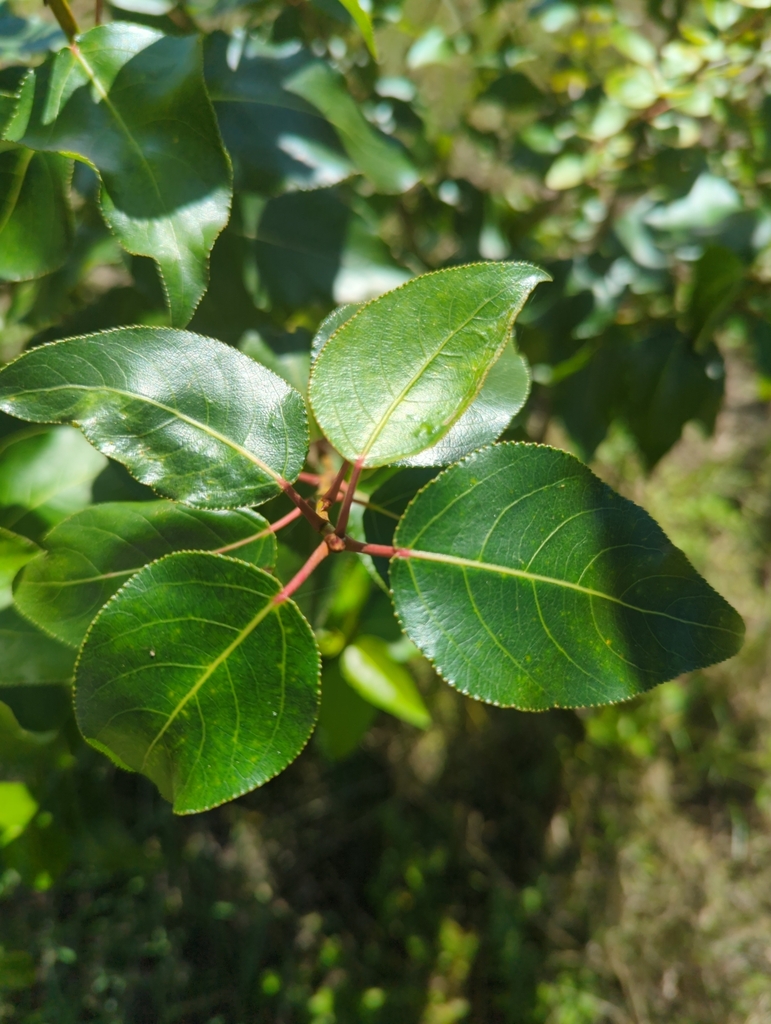 Black Poplar from Columba House, Martlesham Heath, Martlesham, Ipswich ...
