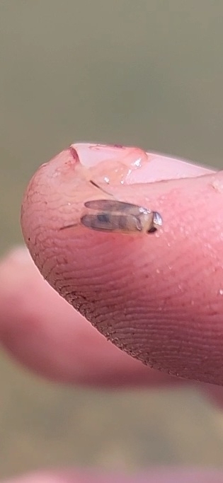 Water Bugs from Eagle Nest, NM 87718, USA on August 12, 2023 at 09:44 ...