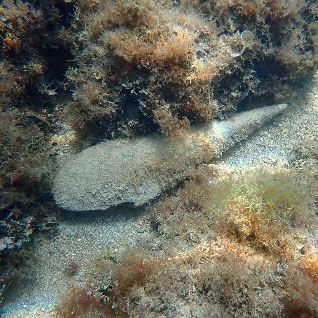 Noble Pen Shell from Lovrečica, Istria, Croatia on August 2, 2023 at 04 ...