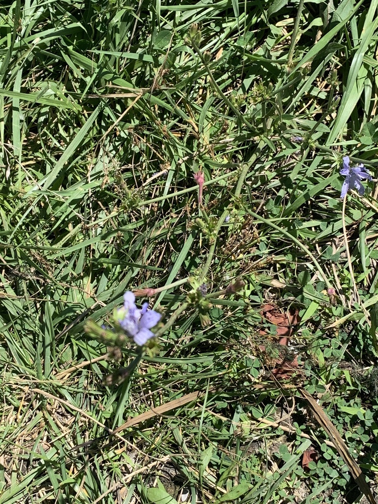 chicory from Tampier Slough Woods, Orland Park, IL, US on August 12 ...