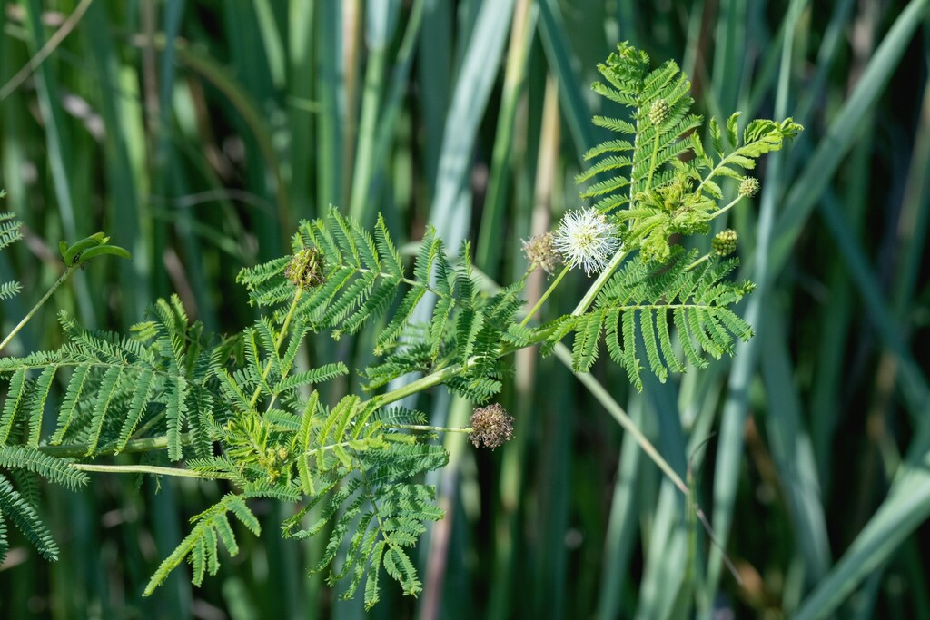 Illinois bundleflower from Lancaster County, NE, USA on August 12, 2023 ...
