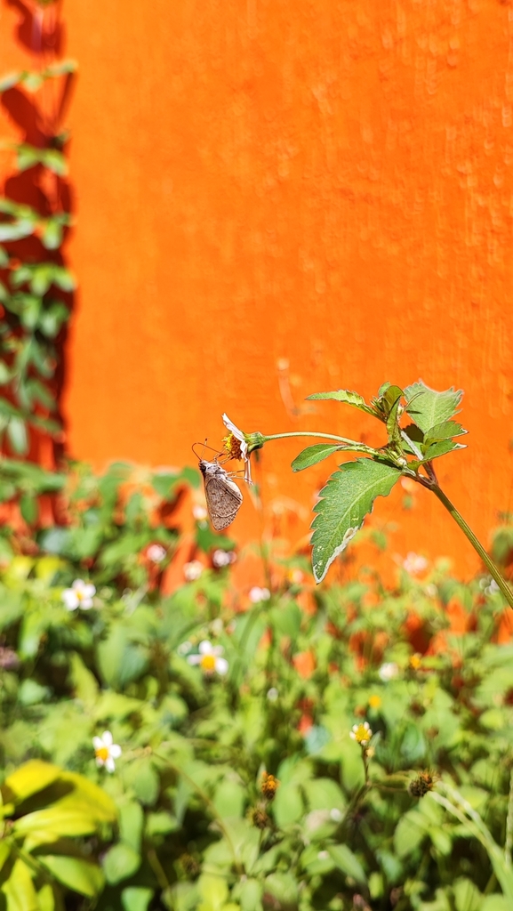 Cymaenes gisca from Jardim Virginia Bianca, São Paulo - SP, Brasil on ...