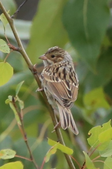 Clay-colored Sparrow in August 2023 by Mason Corden · iNaturalist