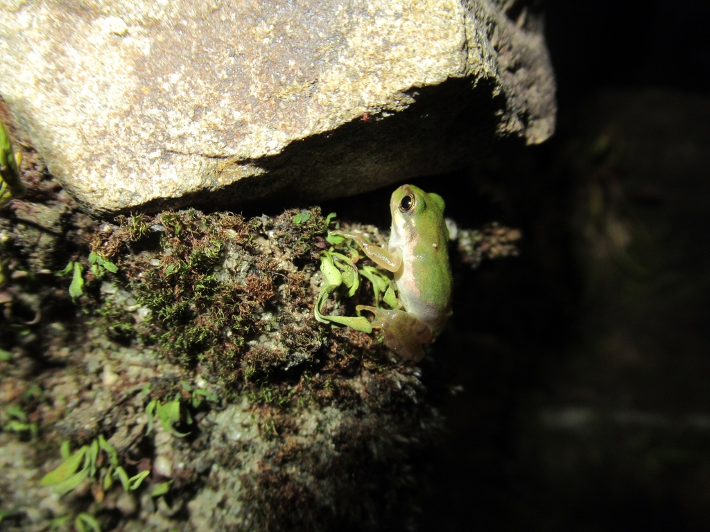 Japanese Tree Frog from Sakyo Ward on August 12, 2023 at 07:44 PM by ...
