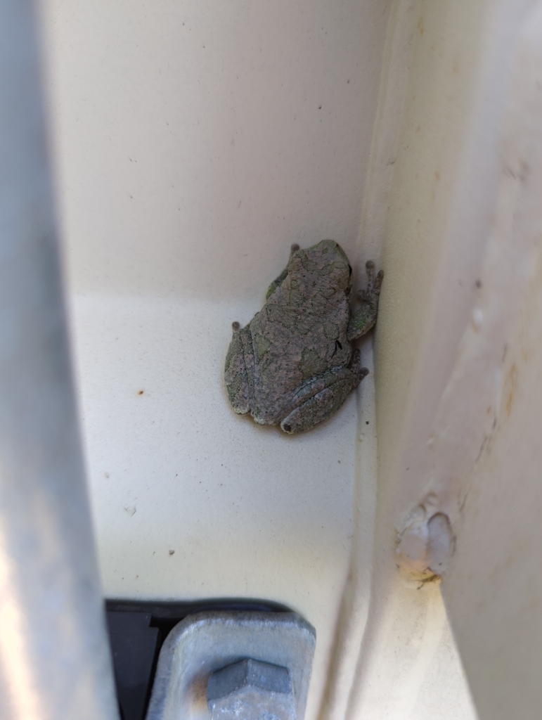 Gray Treefrog Species Complex from Rice County, US-MN, US on August 12 ...