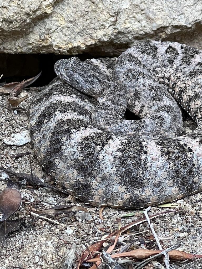 Tiger Rattlesnake from Coronado National Forest, Tucson, AZ, US on ...