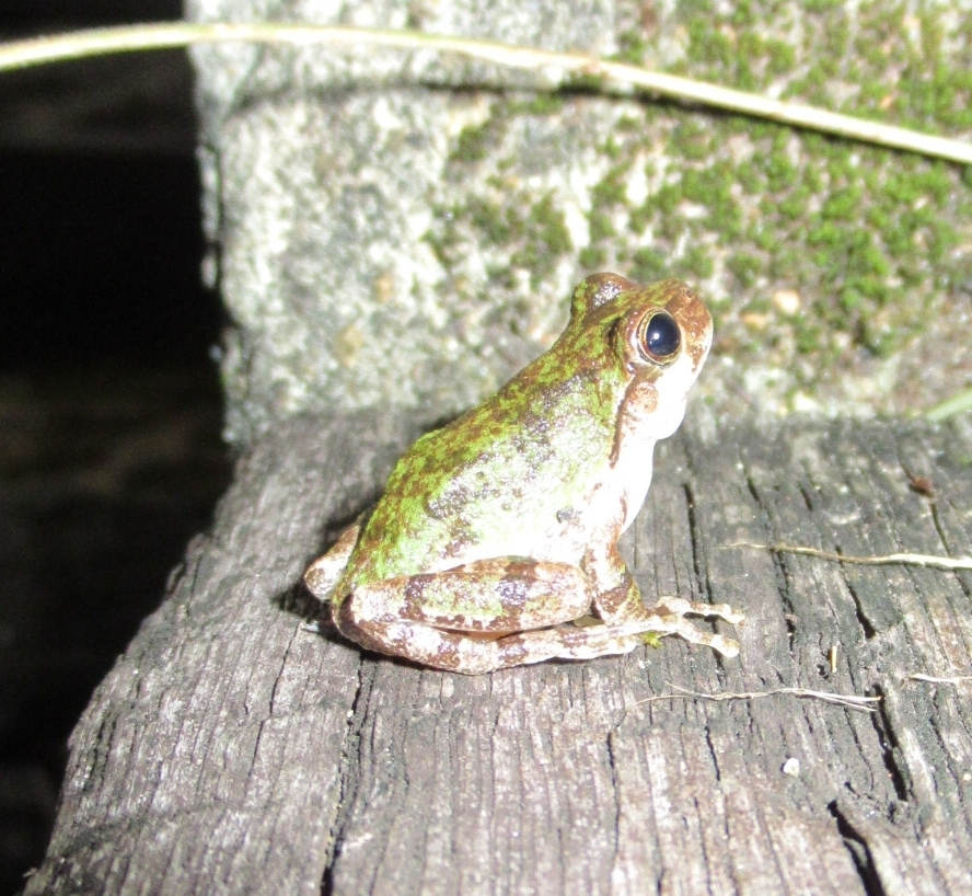 Japanese Tree Frog from Sakyo Ward on August 12, 2023 at 08:18 PM by ...