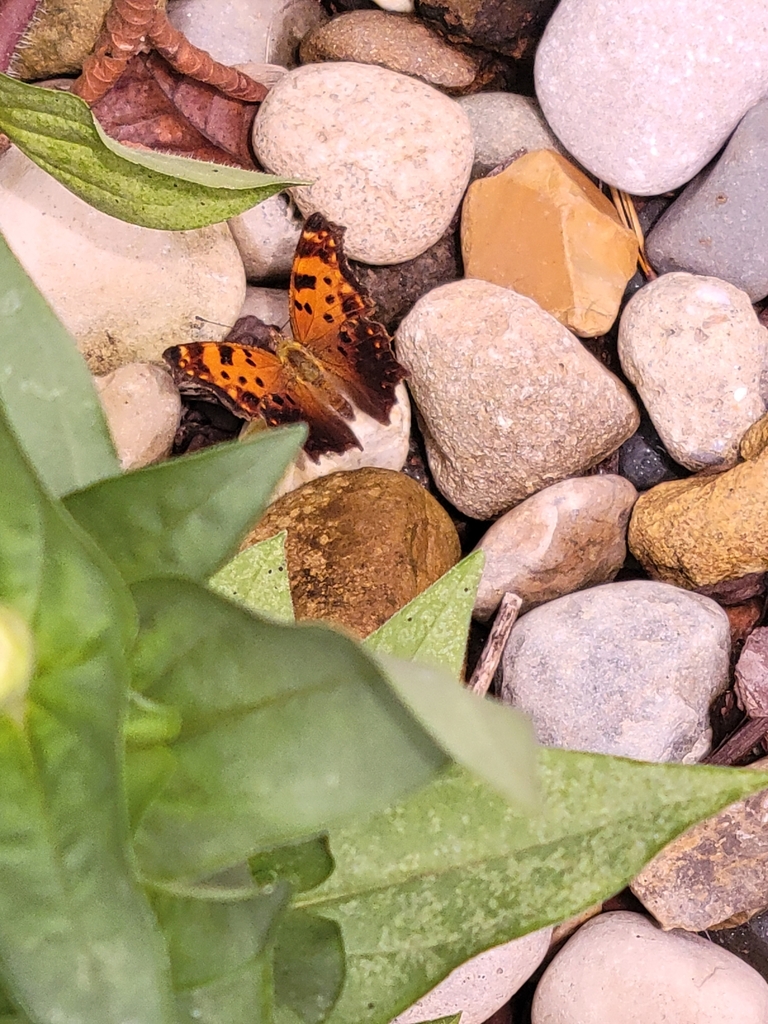 Gray Comma from Mooreville on August 12, 2023 at 01:03 PM by Krista ...