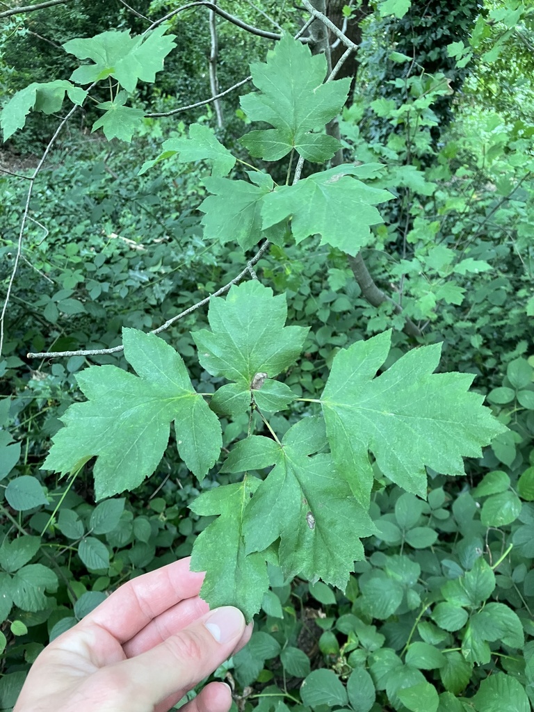 Wild Service-tree from Connaught Gardens, London, England, GB on August ...